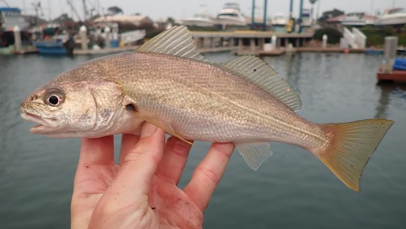 Health Benefits of Croaker - Fishing Chronicle