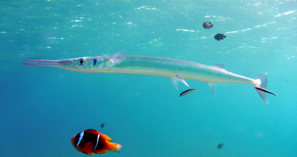 How to Catch Needlefish - Fishing Chronicle