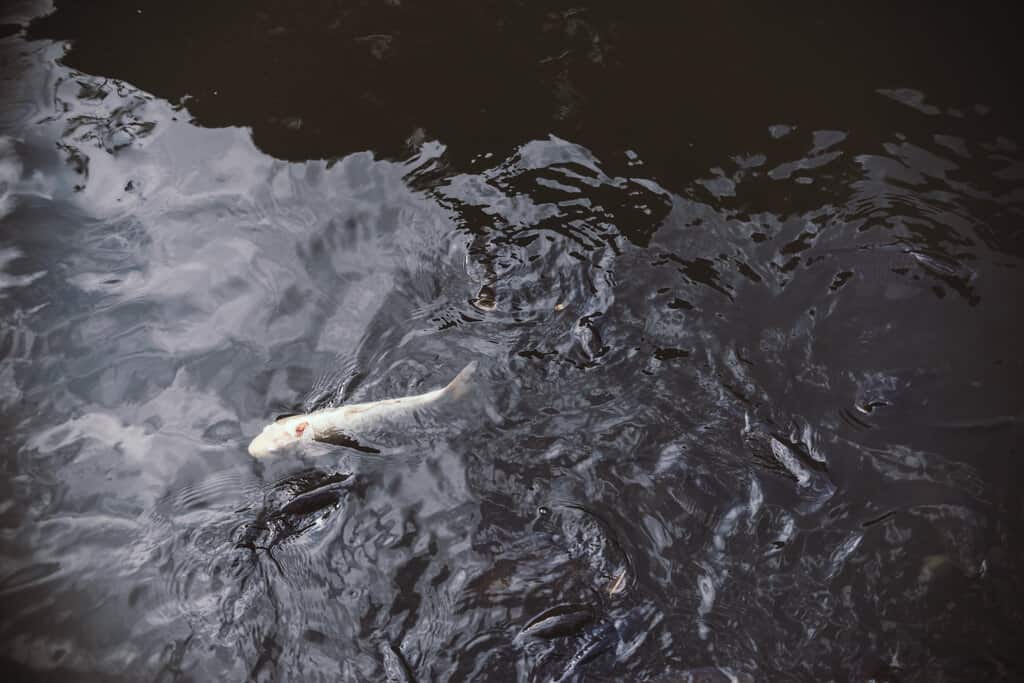 What is Ghost Carp? - Fishing Chronicle