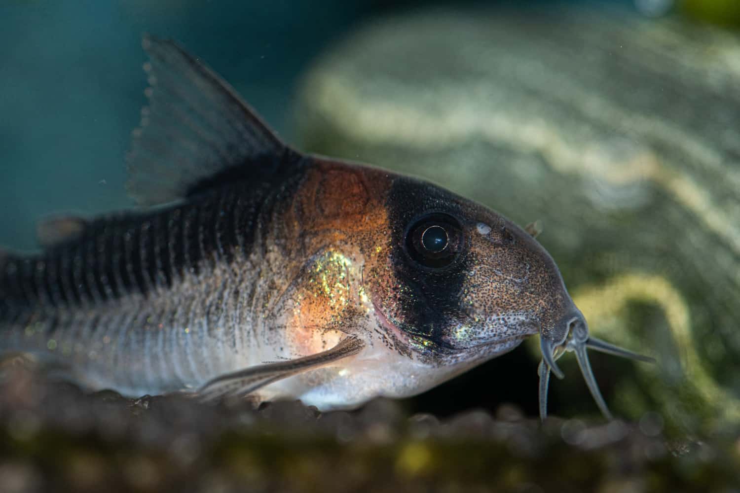 What Is Pangasius Fish Fishing Chronicle What Is Pangasius Fish Fishing Chronicle