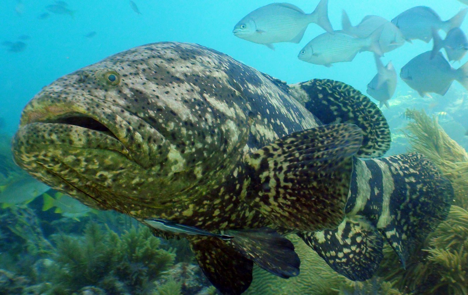 Types of Grouper Fish - Fishing Chronicle